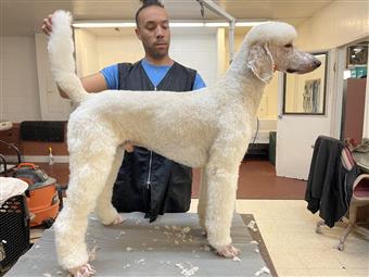 The Prancing Pink Poodle - Indiahoma OK | Vagaro